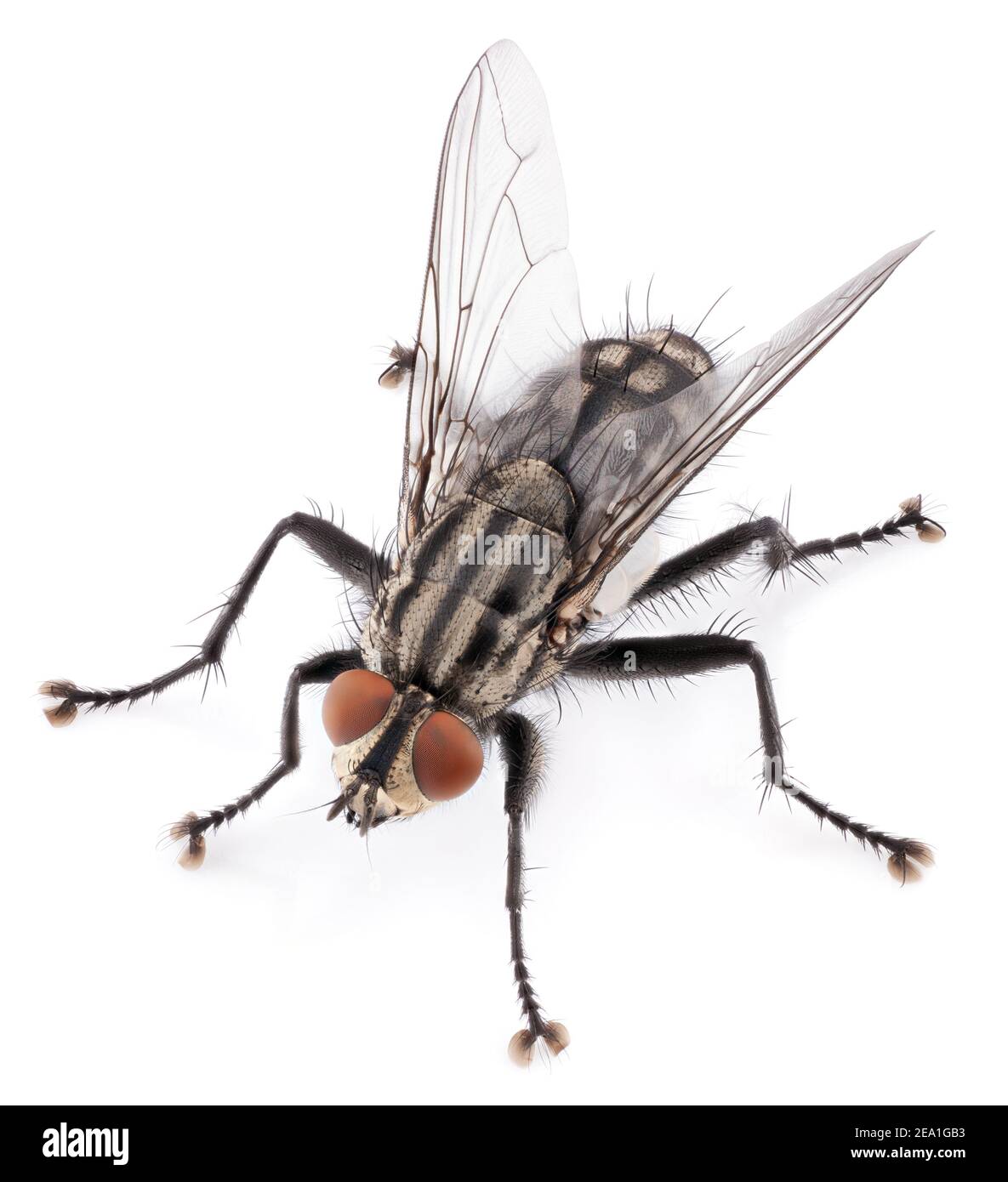 A macro shot of fly isolated on white background. Back view of house ...