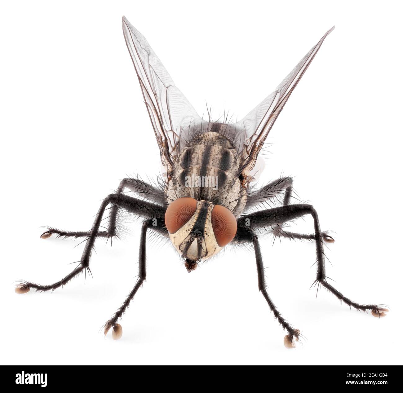 A macro shot of fly isolated on white background. Front view of house ...