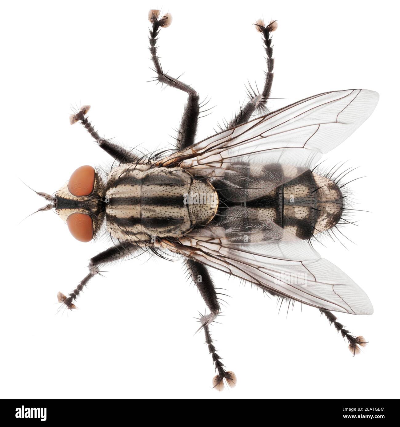 Domestic Insect High Resolution Stock Photography and Images - Alamy