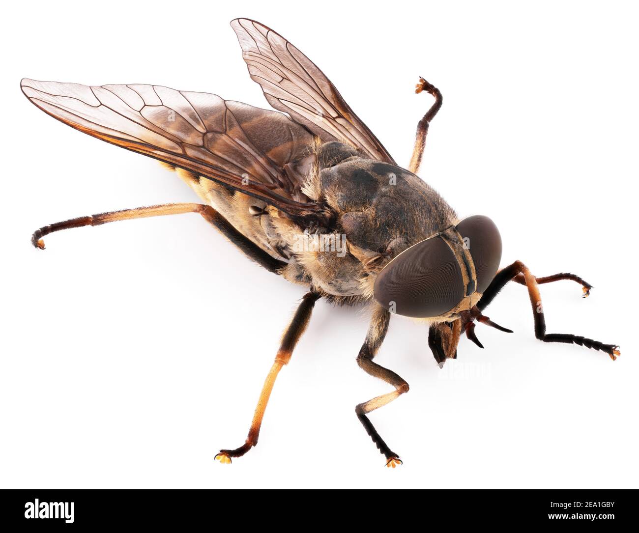 Warble fly Cut Out Stock Images Pictures Alamy