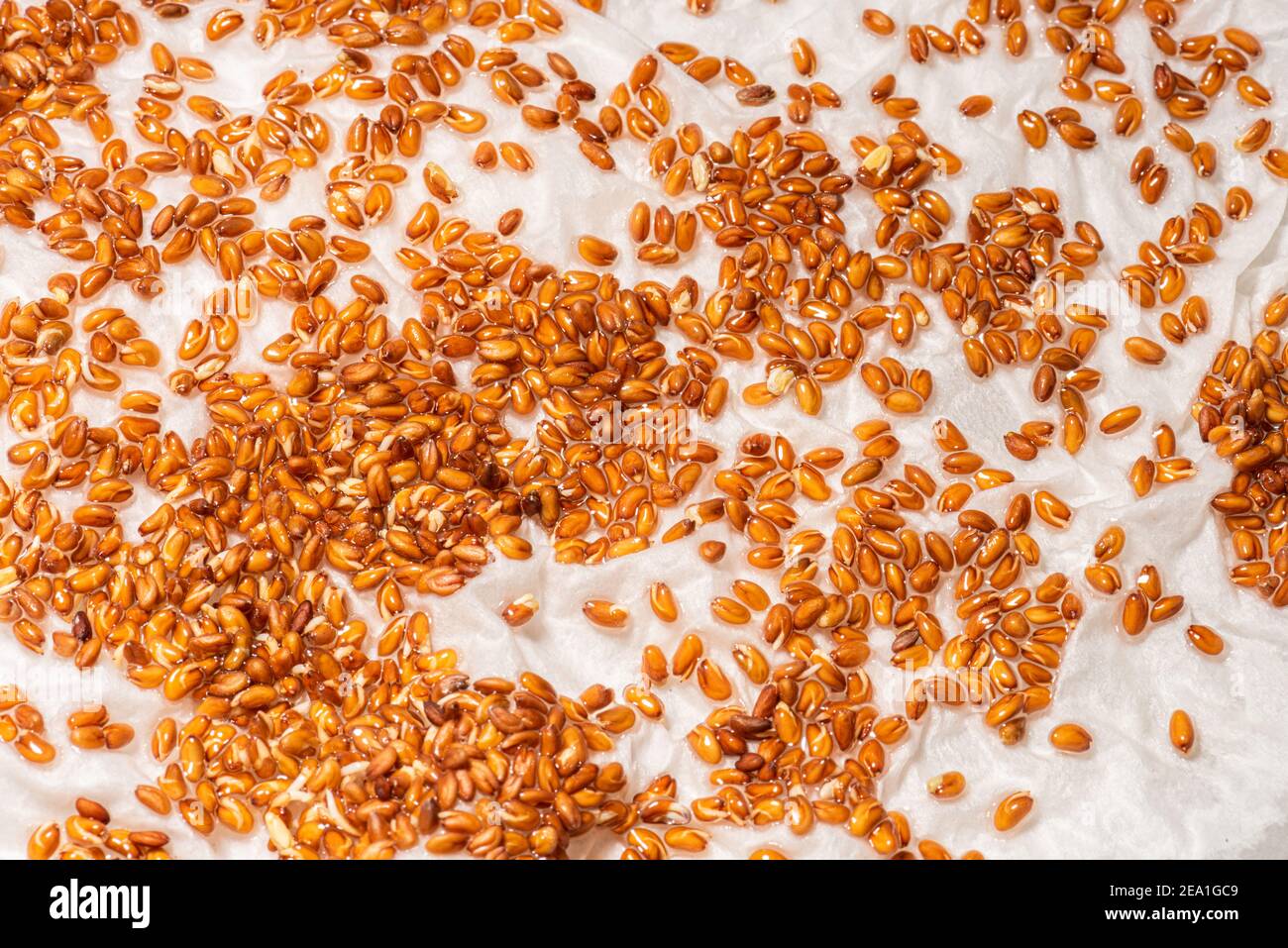 Wool growing hi-res stock photography and images - Alamy