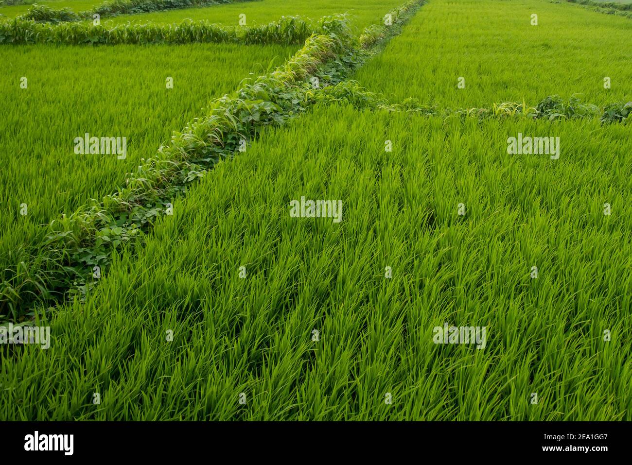 Paddy also known as rice planted farm field Stock Photo - Alamy