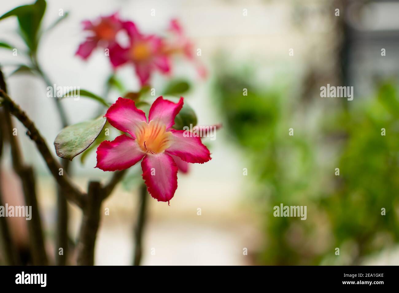 Impala Lily Adenium Multiflorum High Resolution Stock Photography and ...