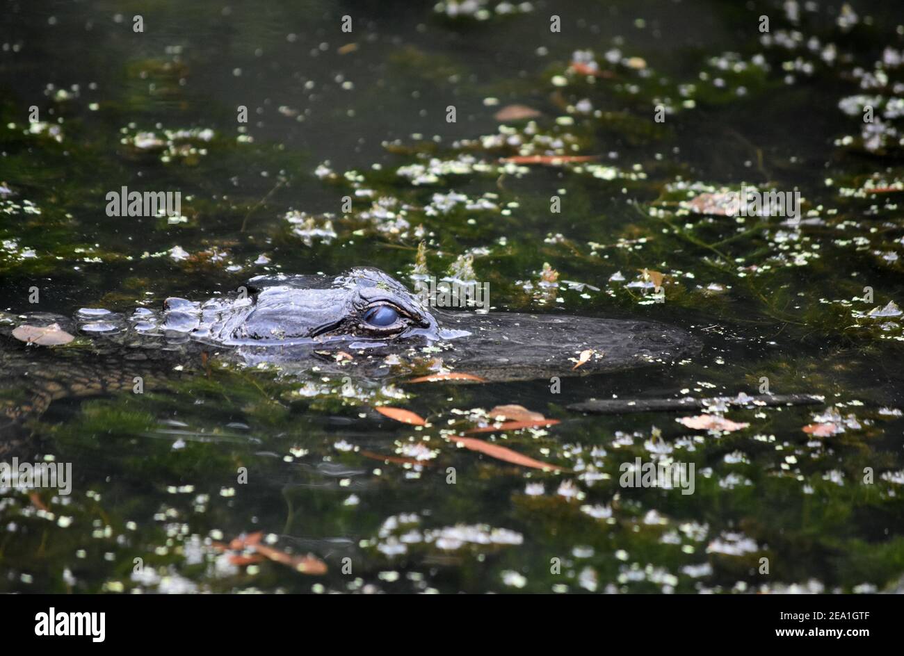 Gator with cloudy eyes in the Louisiana bayou Stock Photo - Alamy
