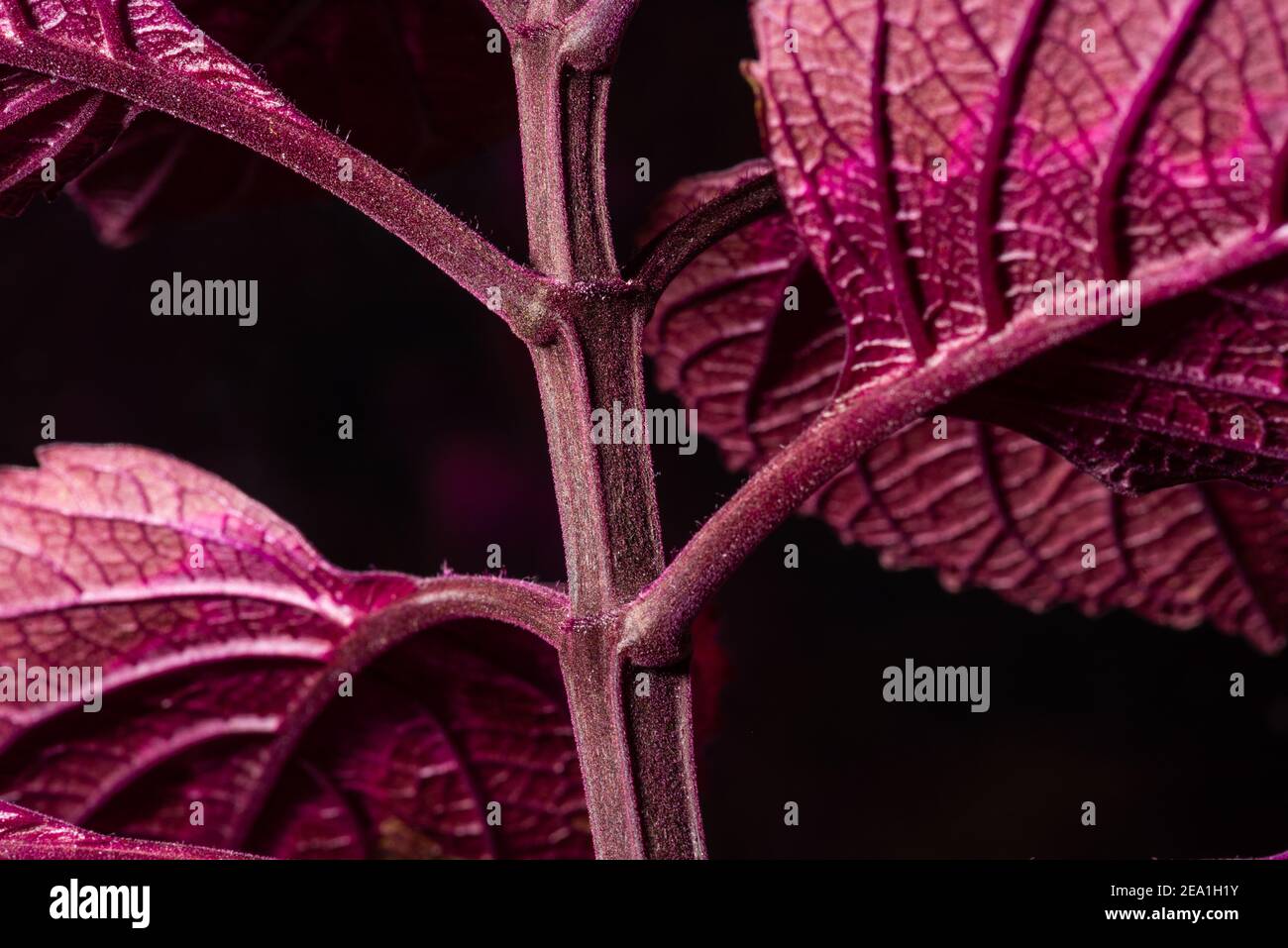 Coleus stem hi-res stock photography and images - Alamy