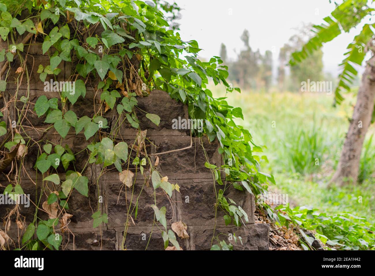 Old stone wall with green wild creepers for background Stock Photo - Alamy