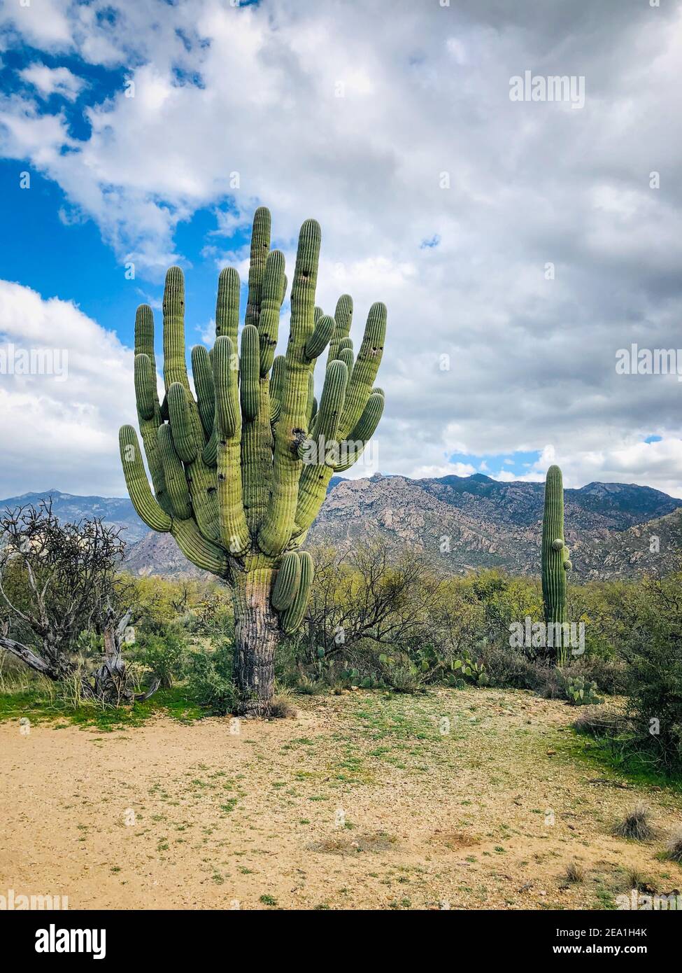 Saguaro tree in a Desert landscape Stock Photo - Alamy