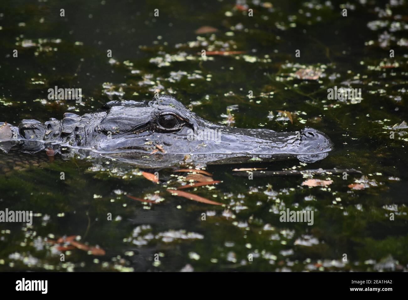 Fantastic up close look at an alligator in a swamp Stock Photo - Alamy