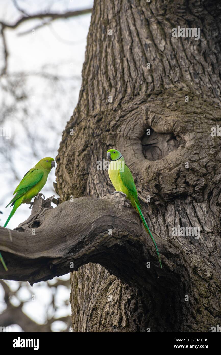Two paroquets in a tree in Richmond Park, London Stock Photo - Alamy