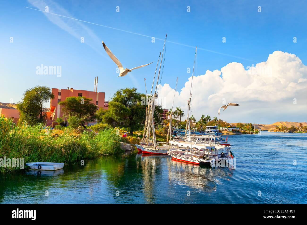 Bird in aswan hi-res stock photography and images - Alamy