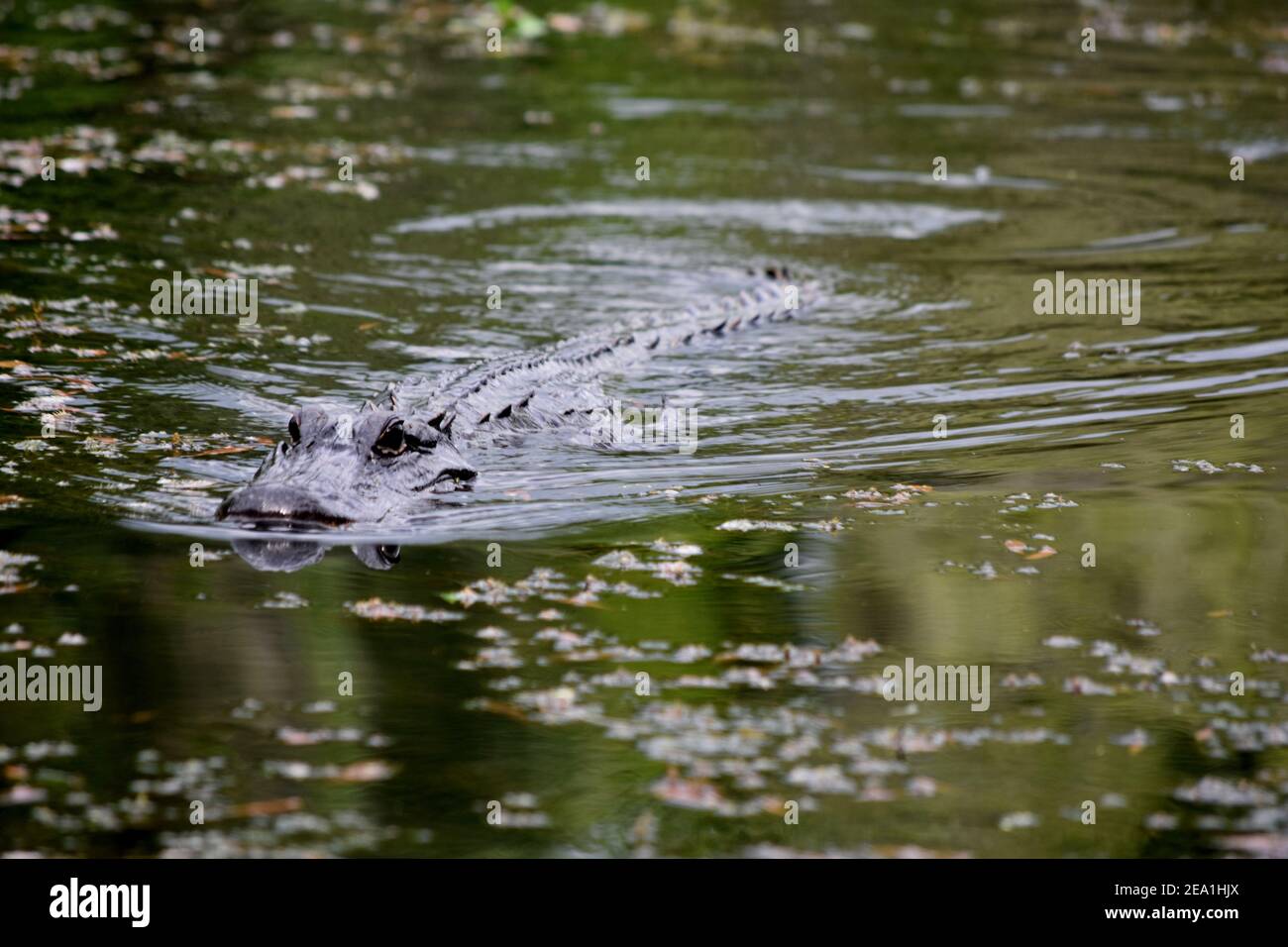 Alligator stalking through swamp waters in Louisiana Stock Photo - Alamy