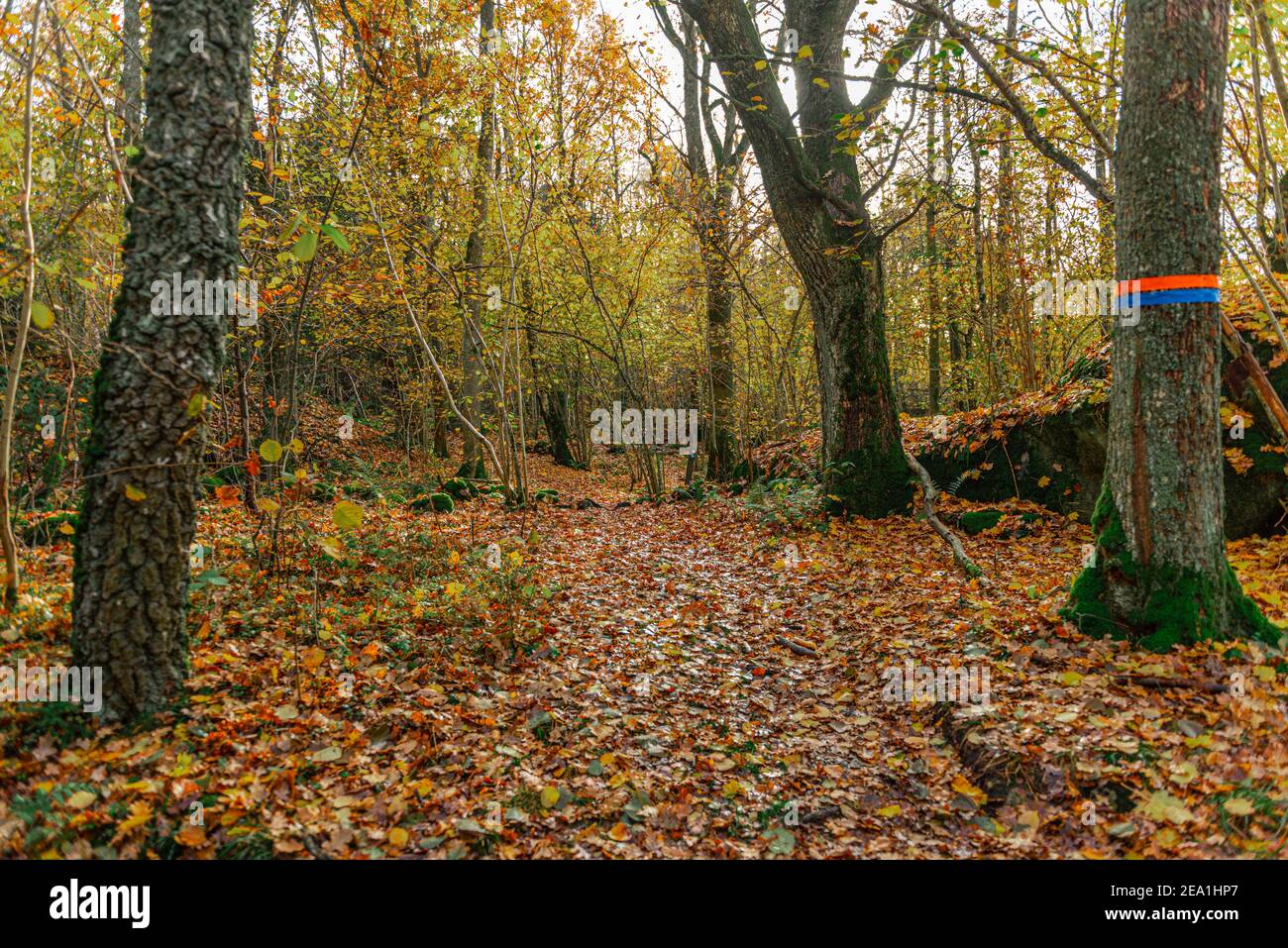 Clearing in a forest at fall. Brown leaves on the ground Stock Photo ...