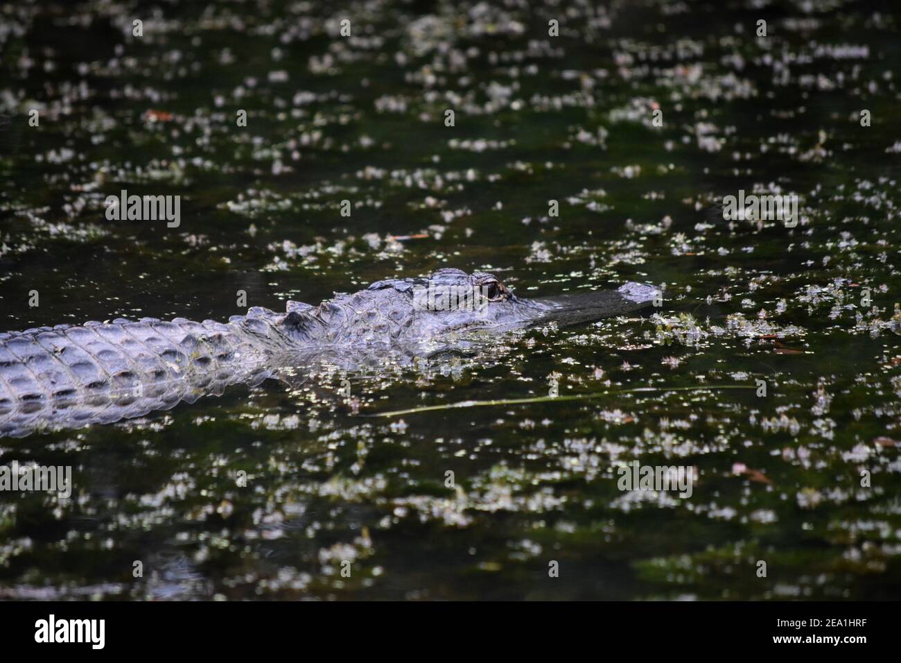 Gator moving through thick swamp waters in Louisiana Stock Photo - Alamy