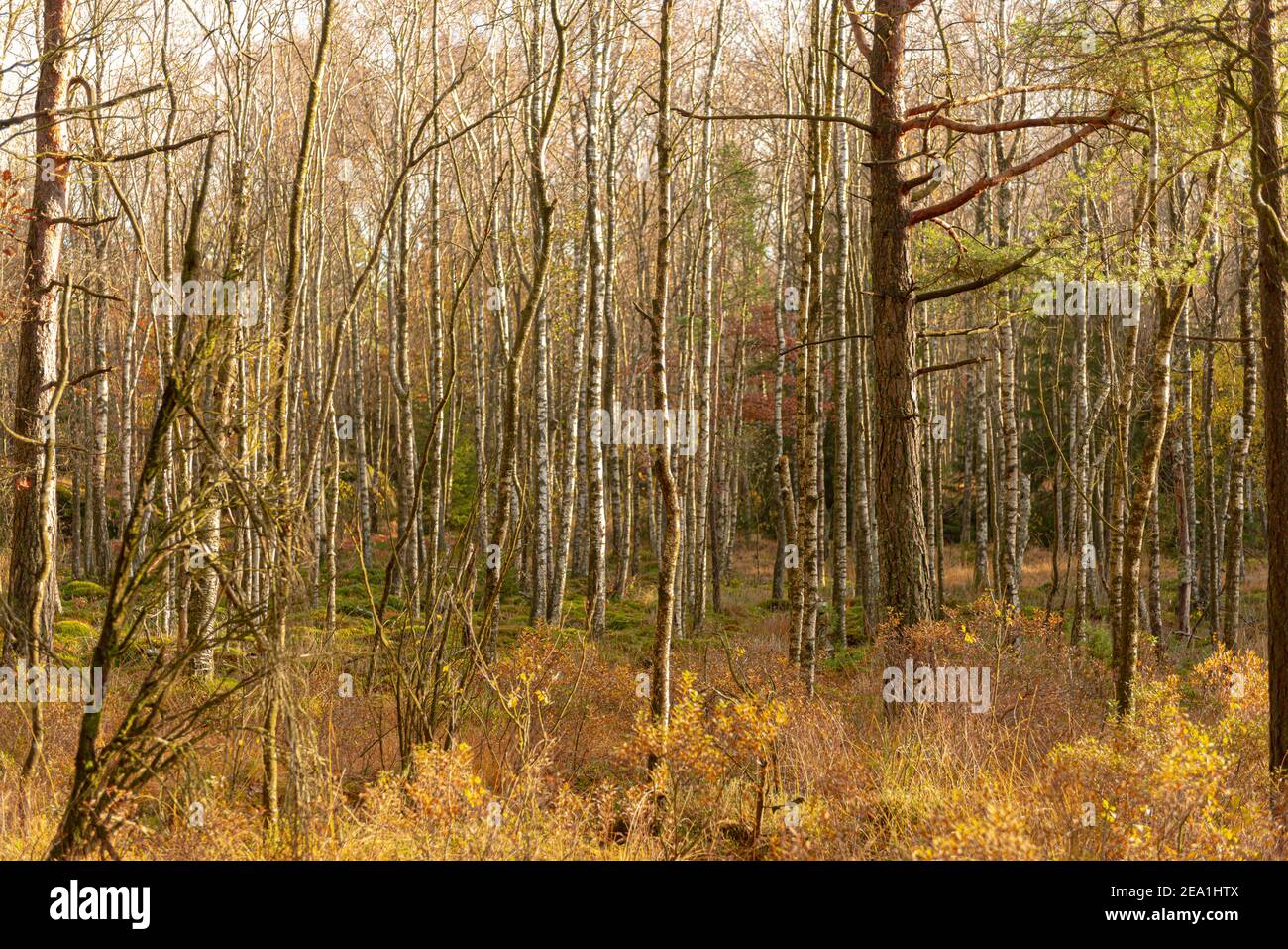 Fall colors in a sunny and dense forest Stock Photo - Alamy