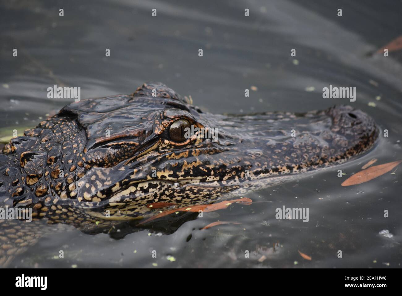 Terrific up close look at the face of an alligator Stock Photo - Alamy
