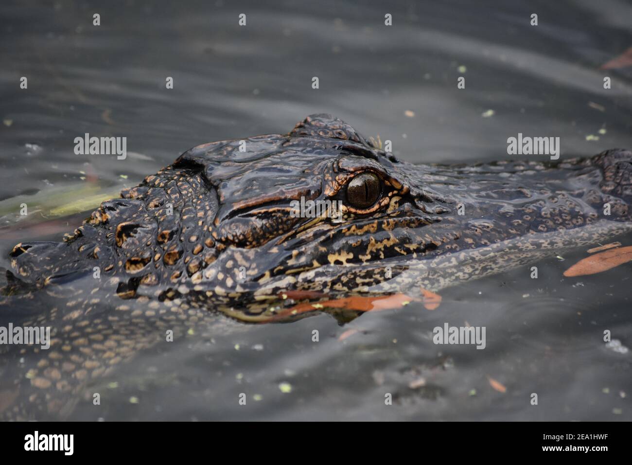 Direct look into the eye of an alligator Stock Photo - Alamy