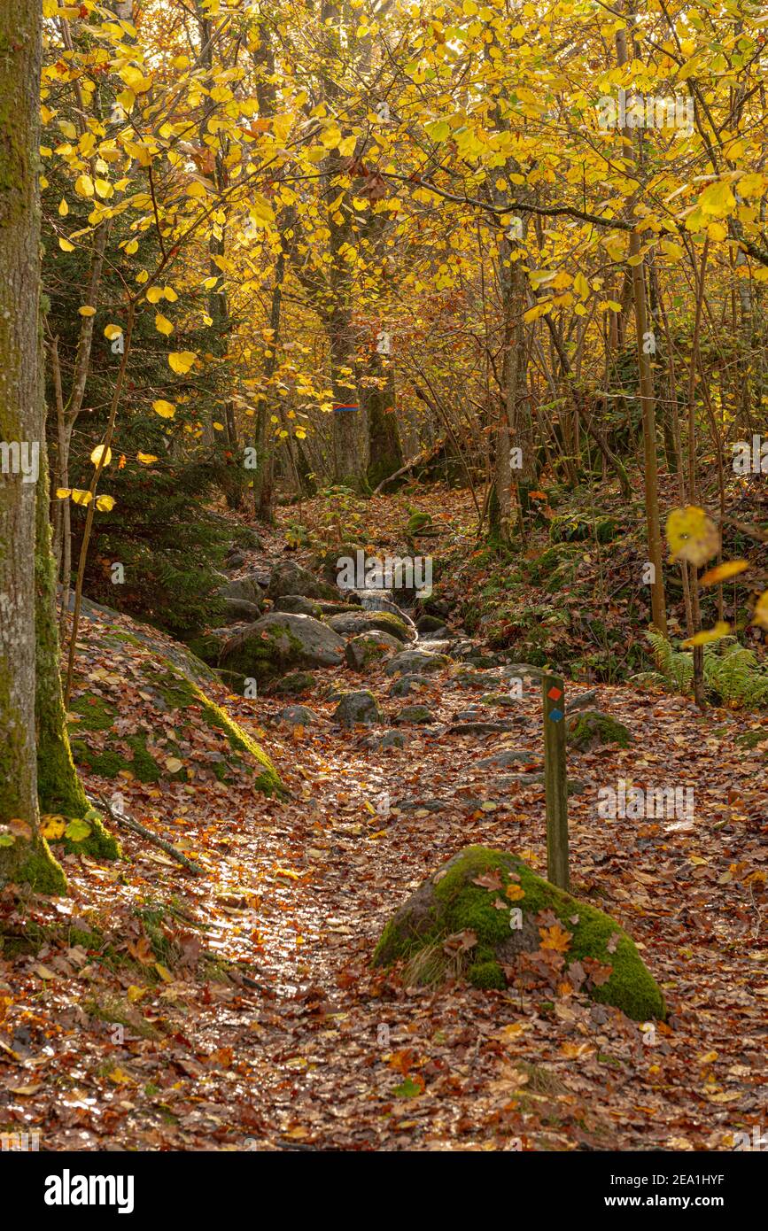 Clearing in a forest at fall. Brown leaves on the ground Stock Photo ...