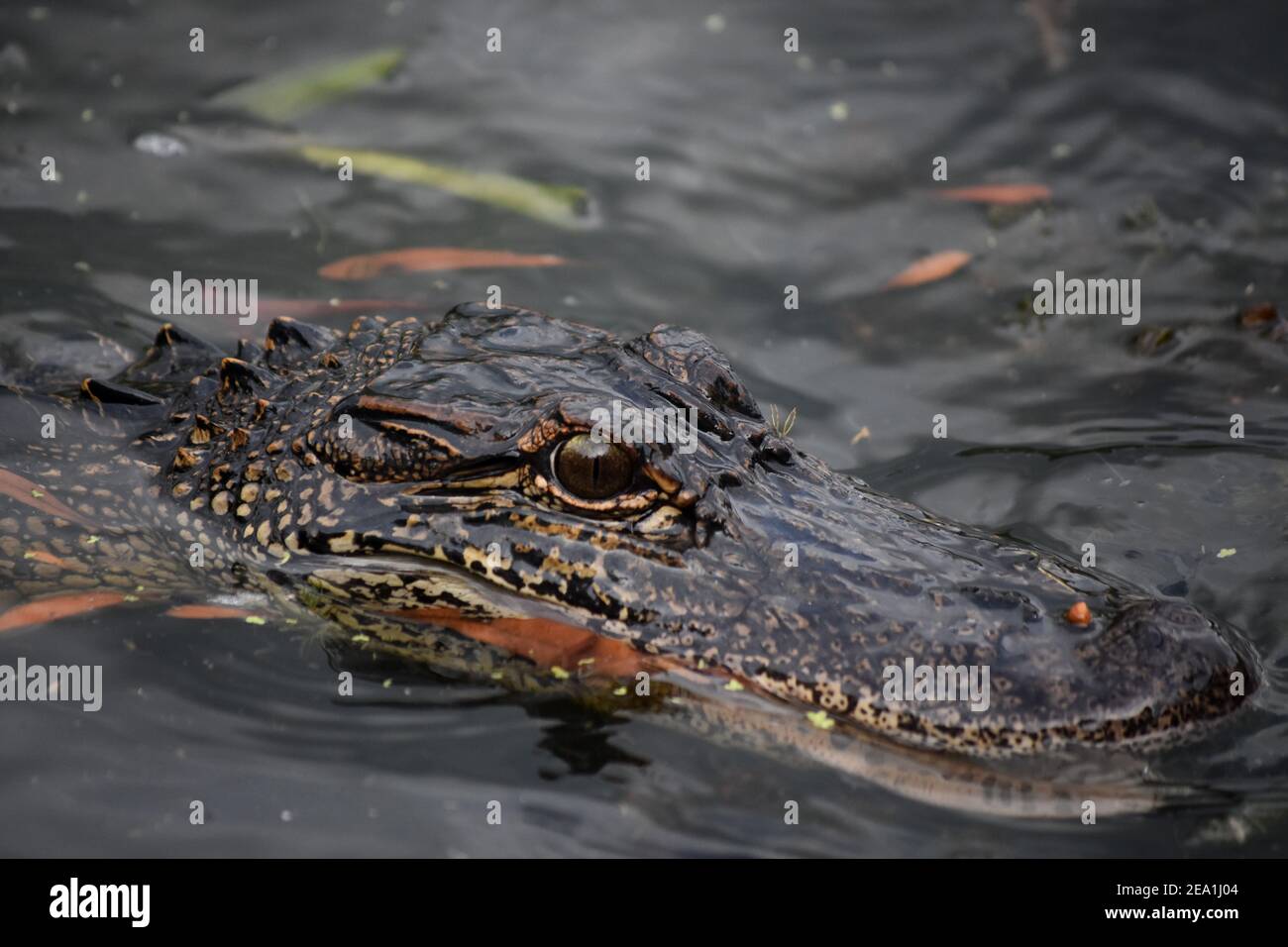 Close up look into the eyes of a gator Stock Photo - Alamy
