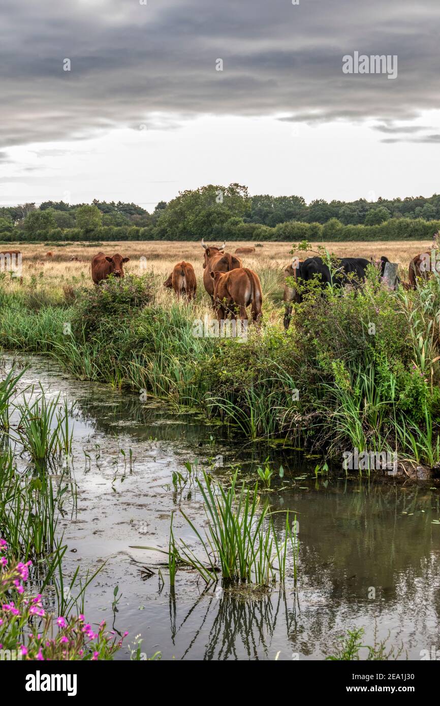 Cattle on grazing marshes in Norfolk in the early morning Stock Photo ...