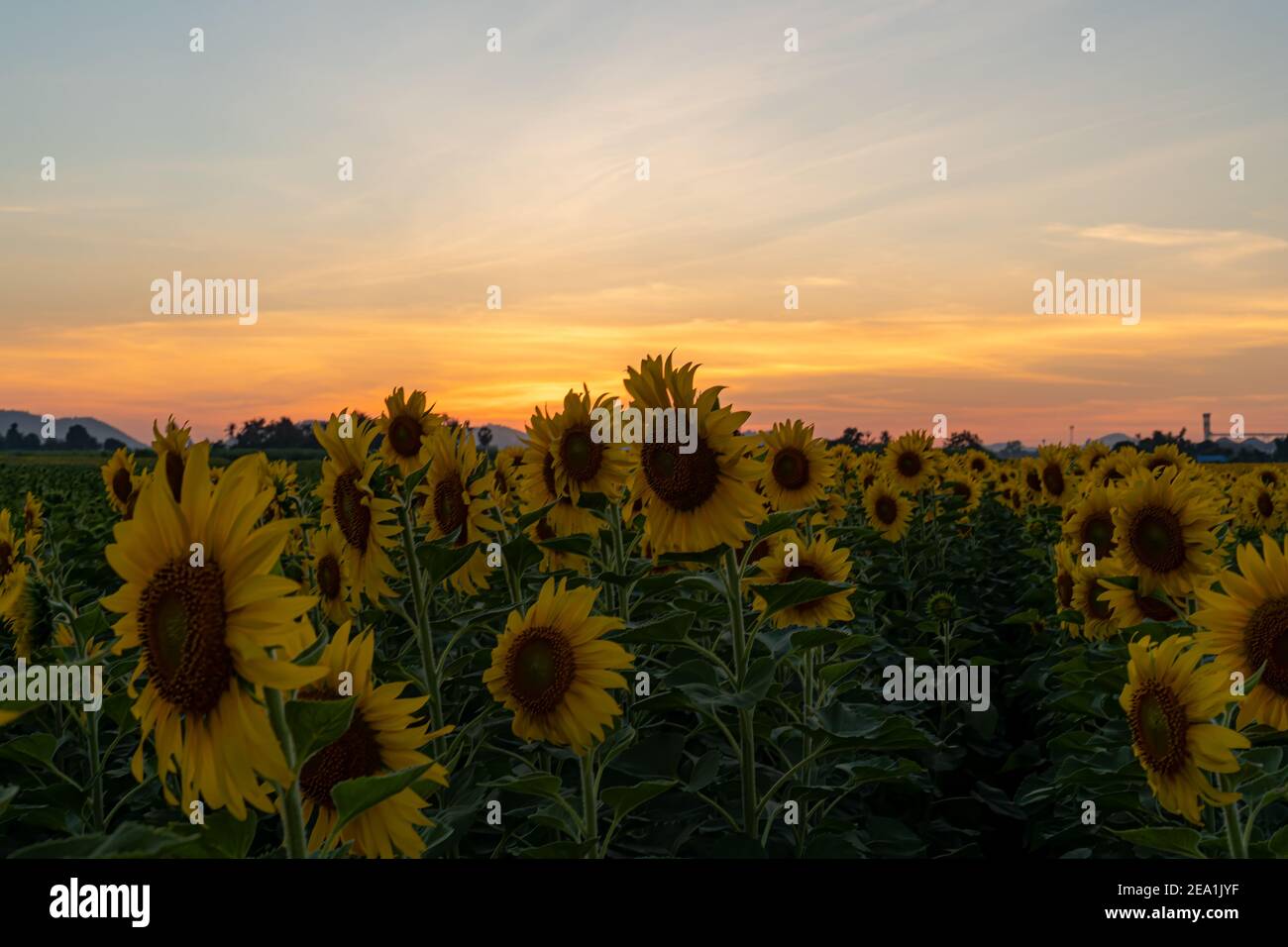 Evening sunset In the sunflower garden Stock Photo - Alamy