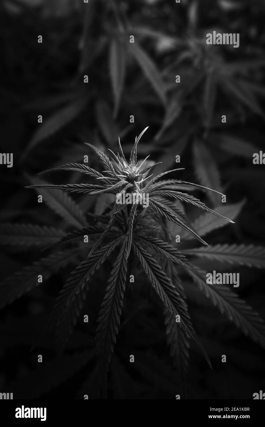 Leaf cannabis plant in Black and White Stock Photos & Images - Alamy