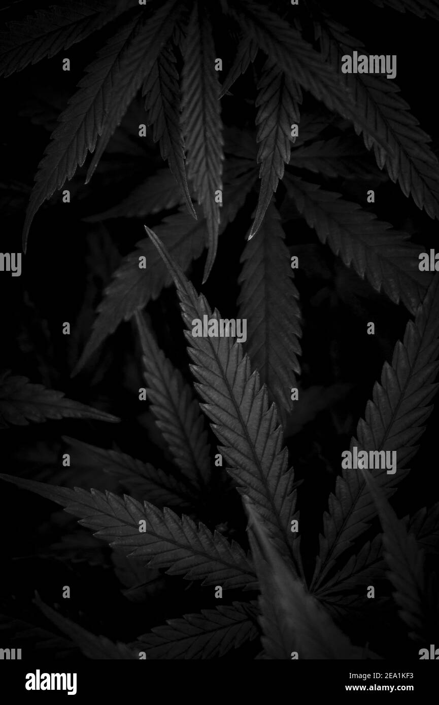 Cannabis hemp leaf marijuana Black and White Stock Photos & Images - Alamy