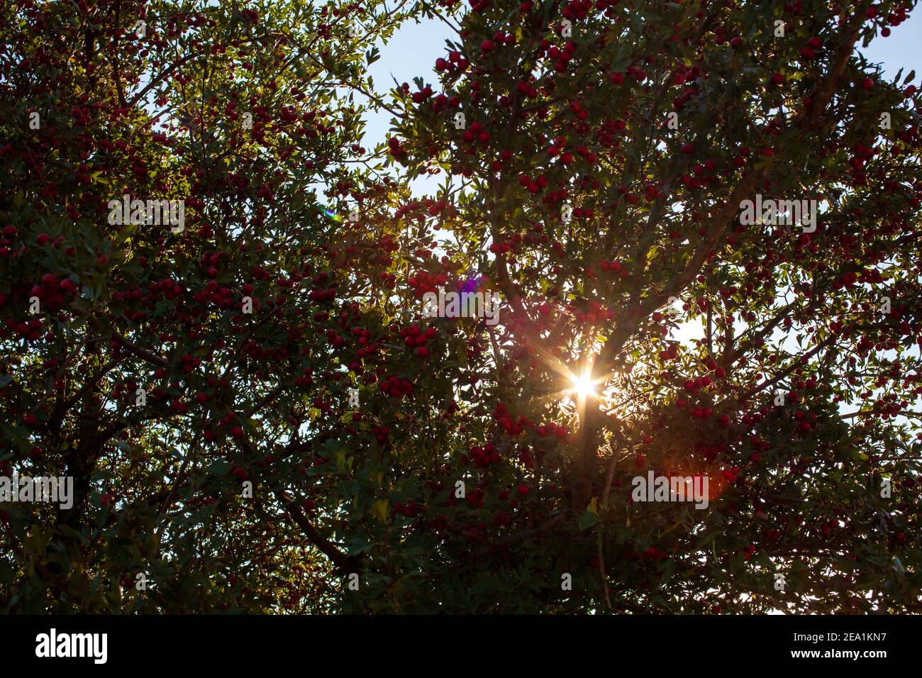 View of the red berries of a common hawthorn on twigs Stock Photo - Alamy