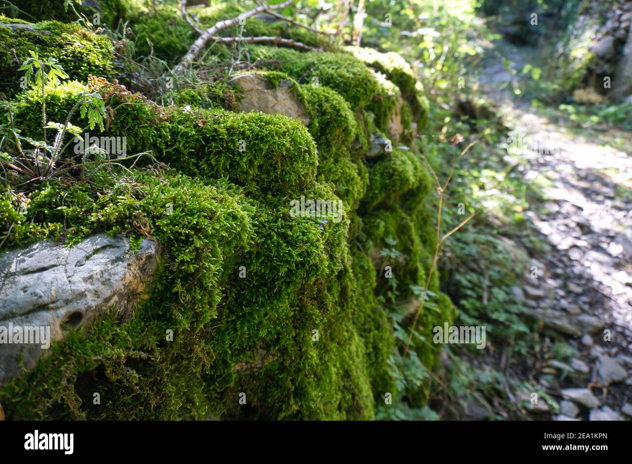 Sunny spring morning in the deciduous forest. The sun's rays pass ...