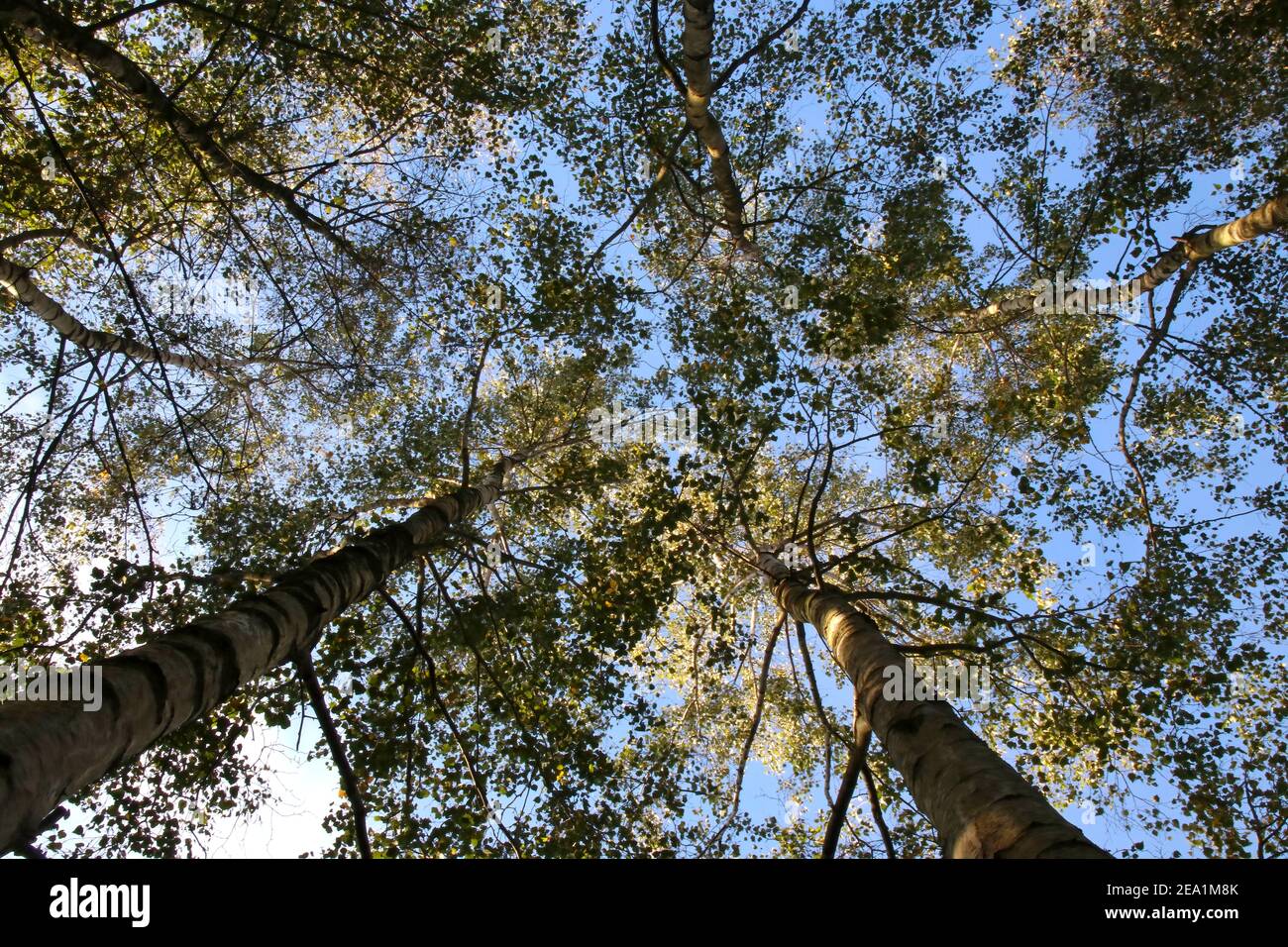 Looking up sky through trees hi-res stock photography and images - Alamy