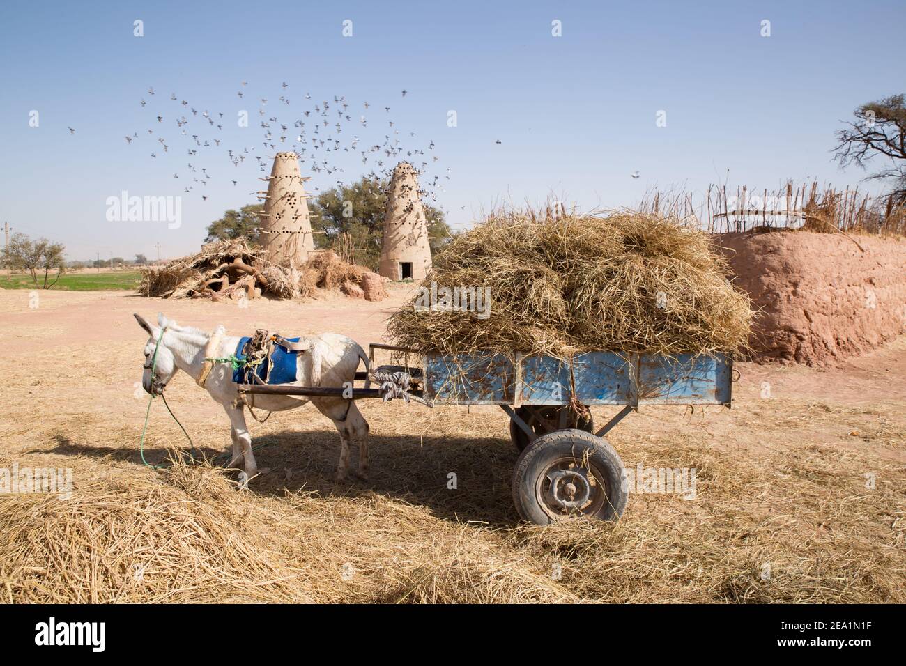 Traditional egyptian farm with dovecote in the background Stock Photo ...