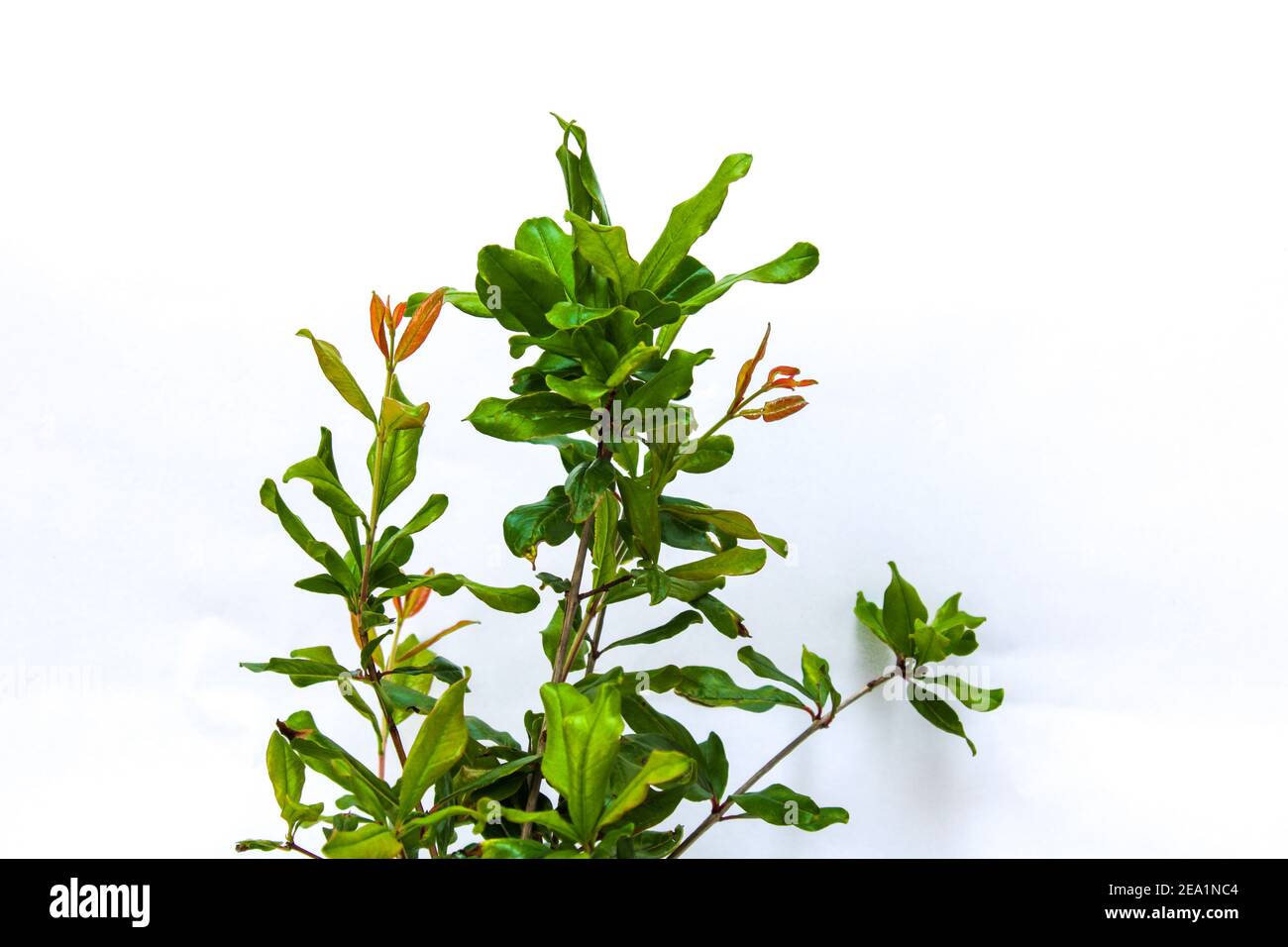 A ficus plant isolated on a white background Stock Photo - Alamy