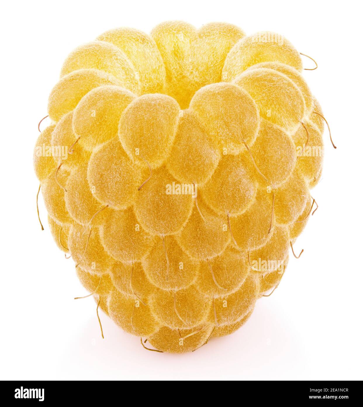 One yellow raspberry berry fruit stand isolated on white background ...