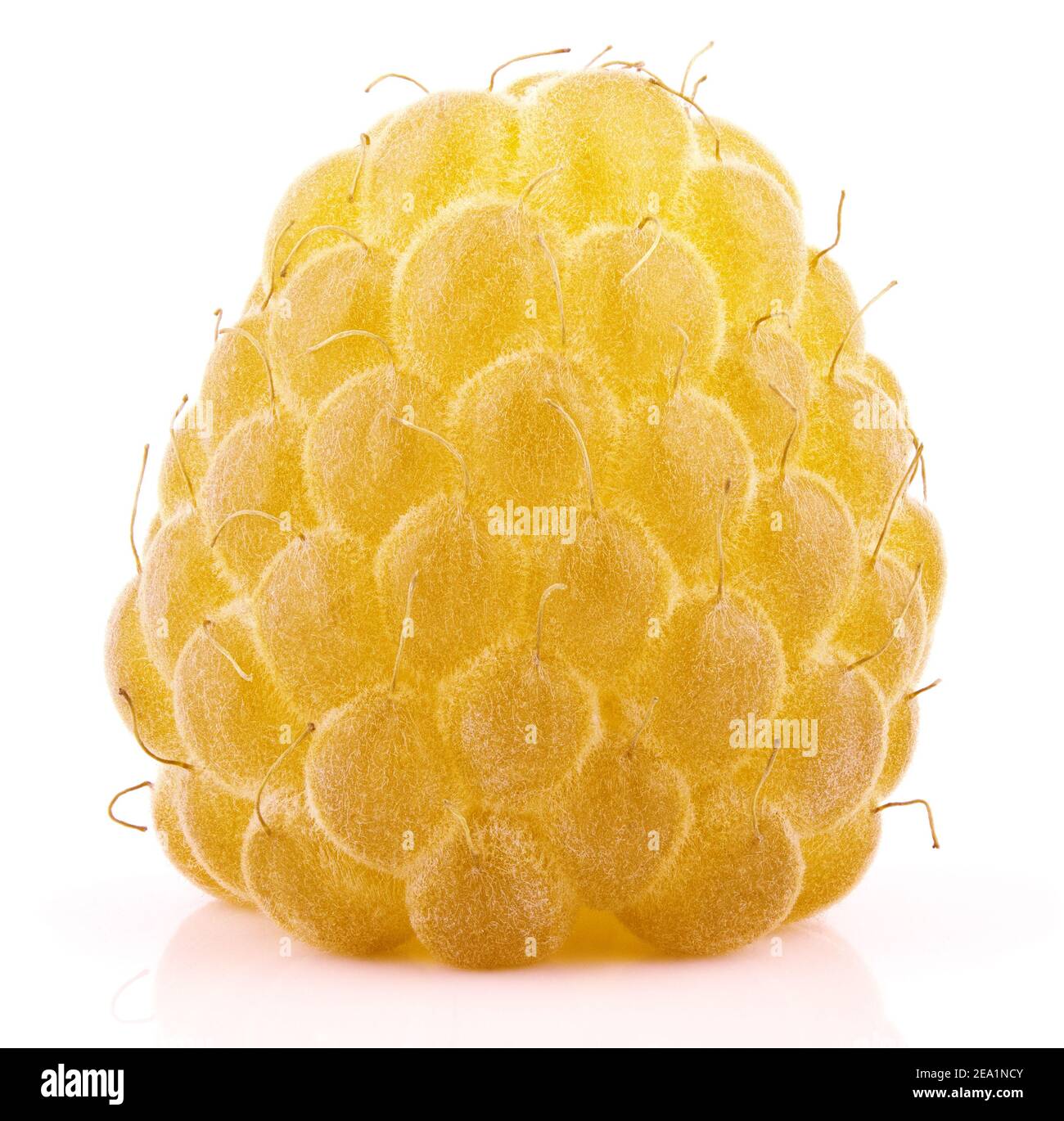Single yellow raspberry berry fruit stand isolated on white background ...