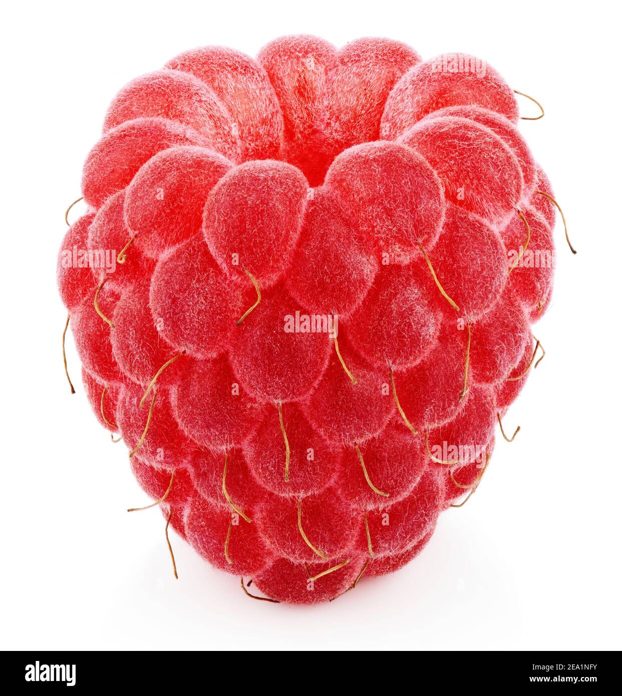 Single red raspberry berry fruit isolated on white background Stock ...