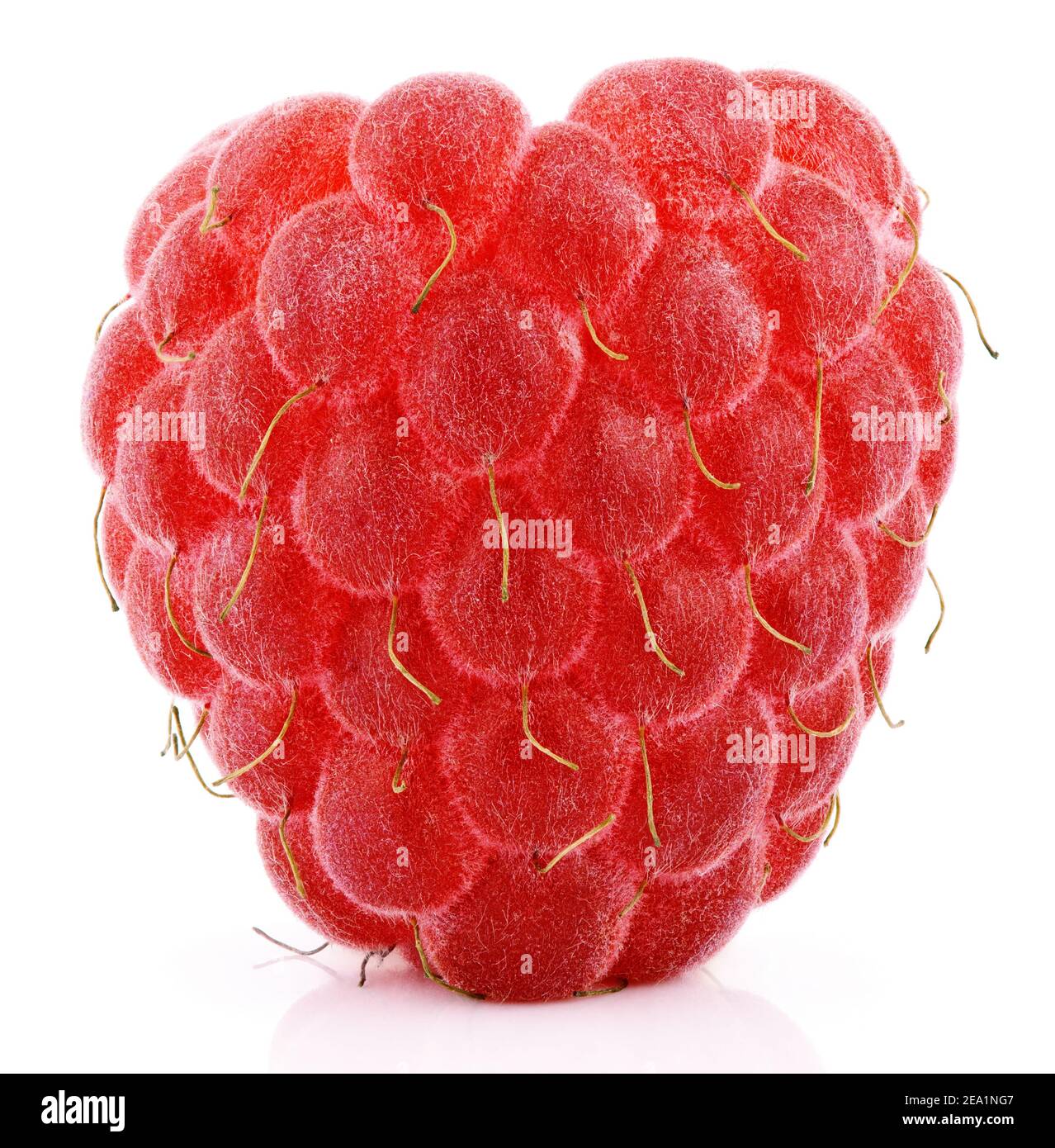 Single red raspberry berry fruit isolated on white background Stock ...