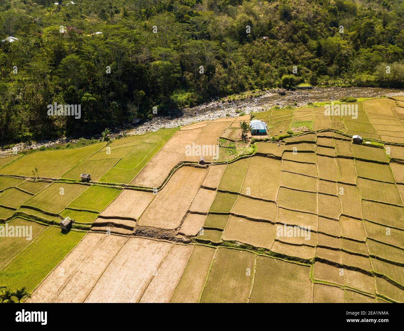 Ruteng Rice fields in Flores Islands Indonesia Stock Photo - Alamy