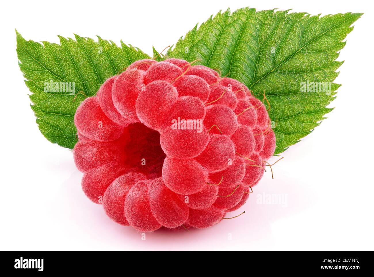 Single raspberry berry fruit with green raspberry leaves isolated on ...