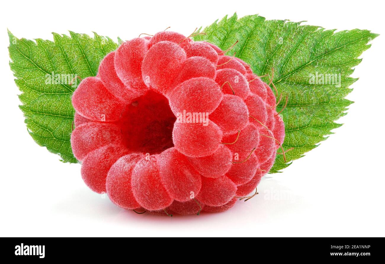 Ripe red raspberry berry fruit with green raspberry leaves isolated on ...