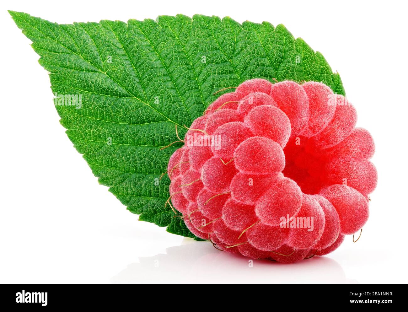 Ripe red raspberry berry fruit with green raspberry leaf isolated on ...