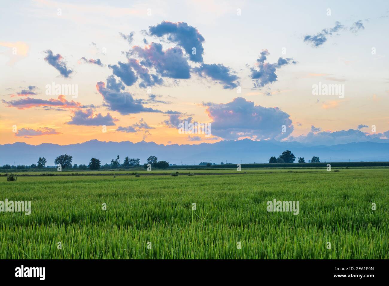 Vercelli rice hi-res stock photography and images - Alamy