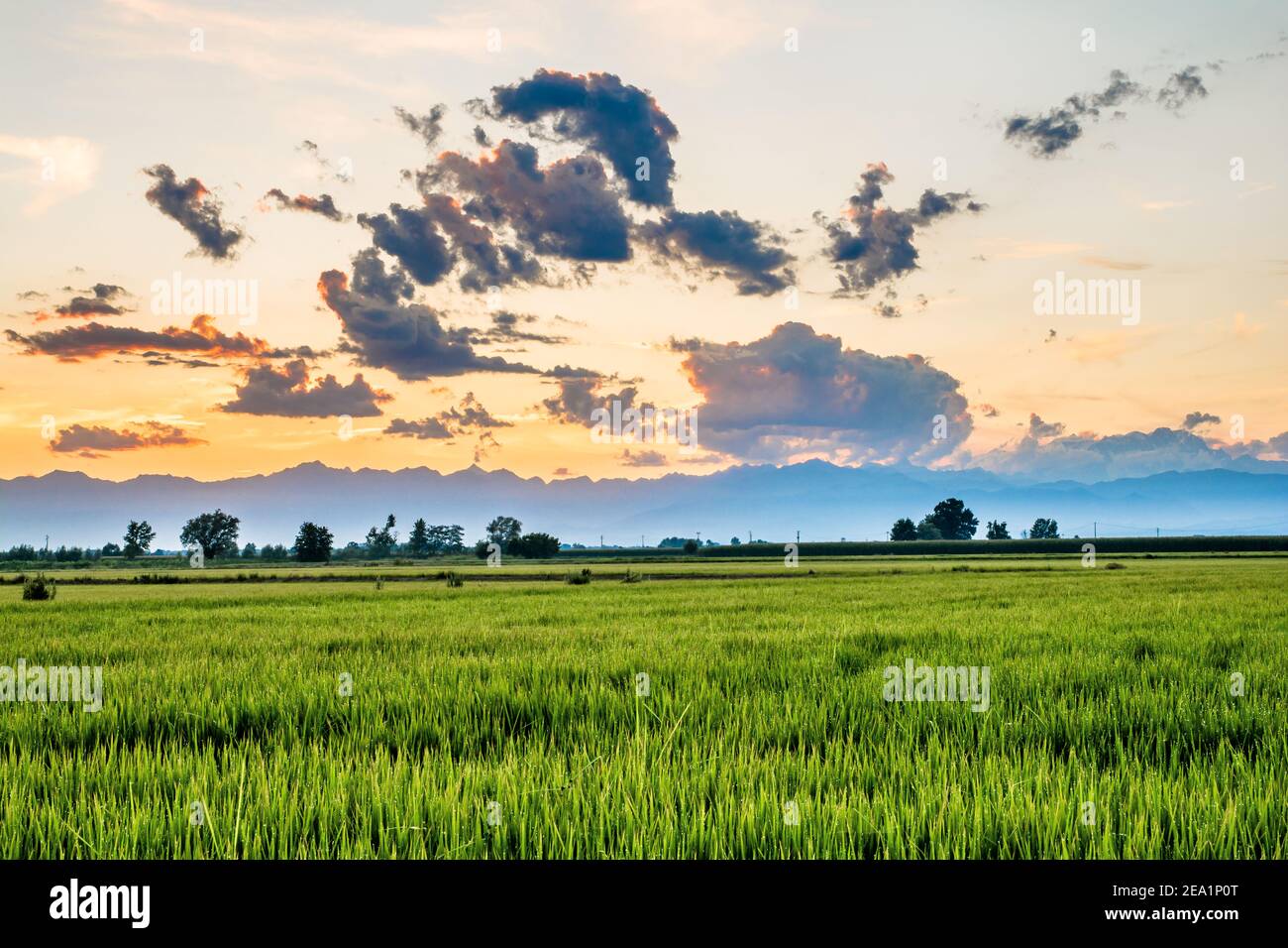 Between the provinces of Vercelli and Novara, over 90% of the entire ...