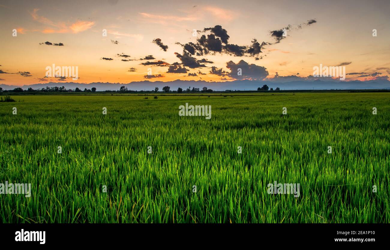 Between the provinces of Vercelli and Novara, over 90% of the entire ...