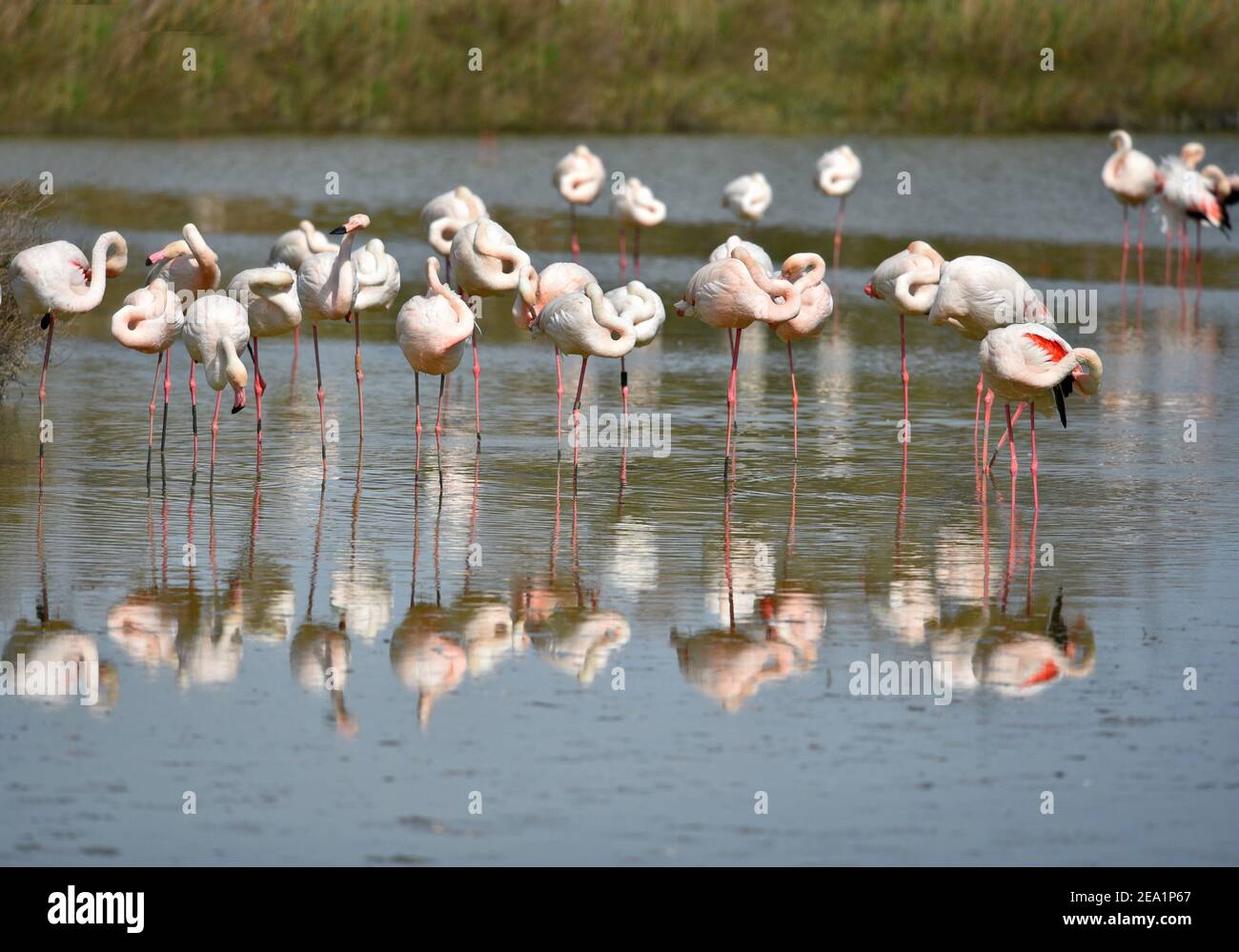 Greater flamingos at the Camargue Regional Natural Park in Arles ...