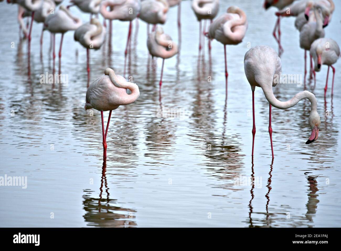Greater flamingos at the Camargue Regional Natural Park in Arles ...