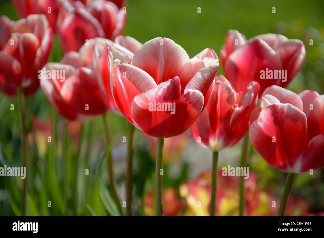 Tulips in full bloom at the Keukenhof Gardens, also known as the Garden ...