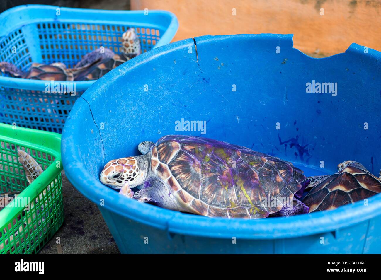 Protect sea turtles hi-res stock photography and images - Alamy
