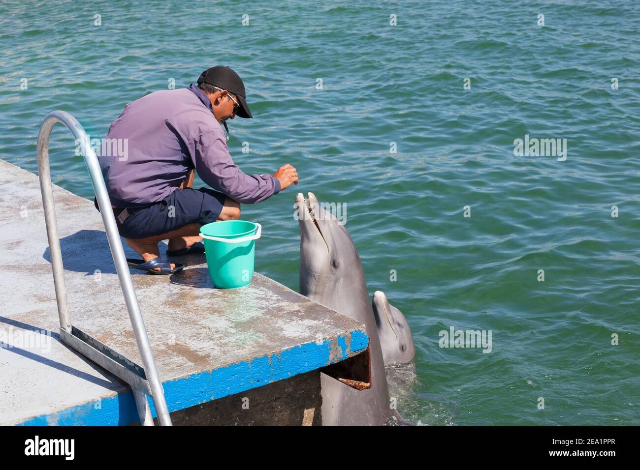 Trainer dolphinarium hi-res stock photography and images - Alamy
