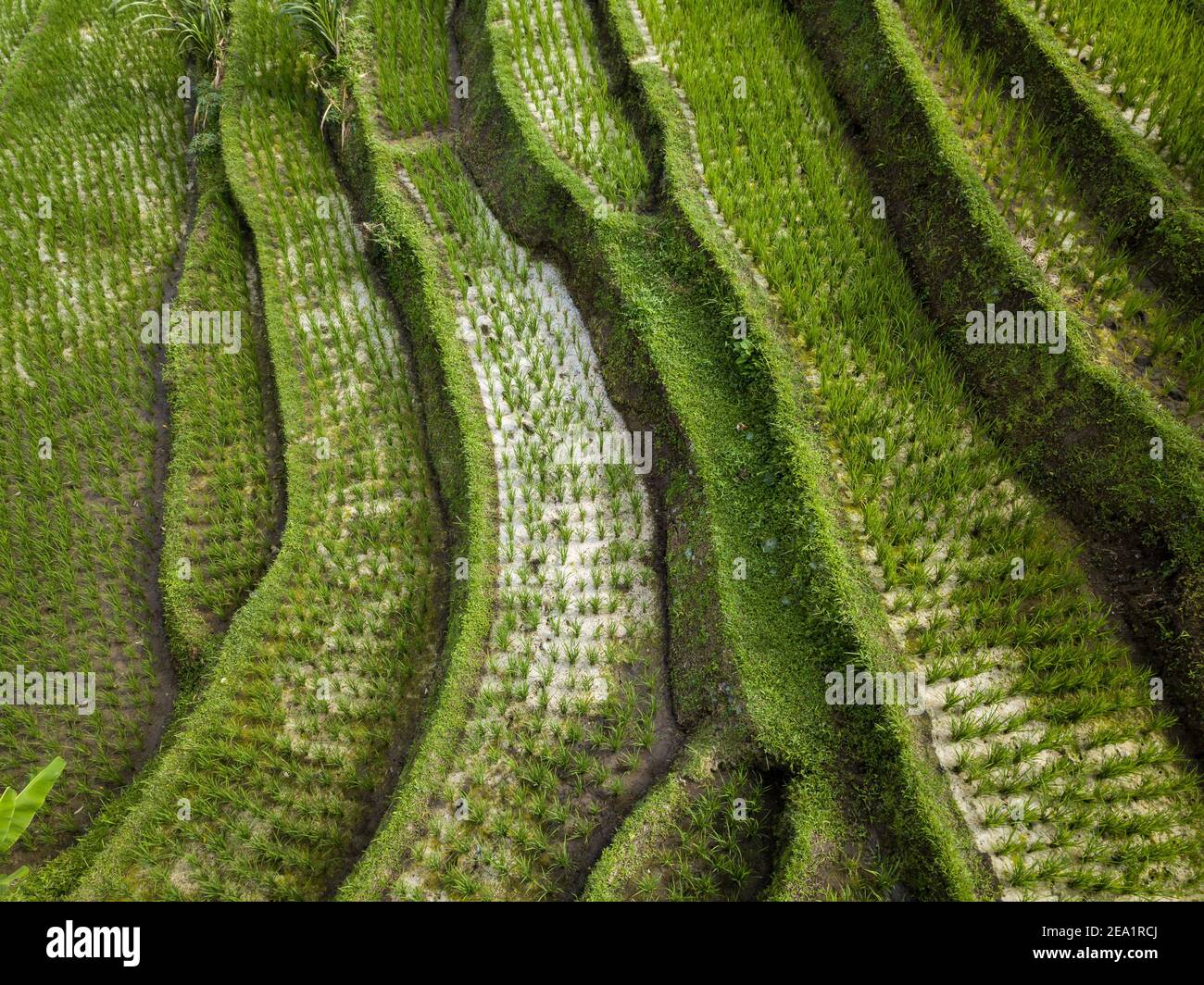 Farmer walking down the rice fields tending to his crop Stock Photo - Alamy
