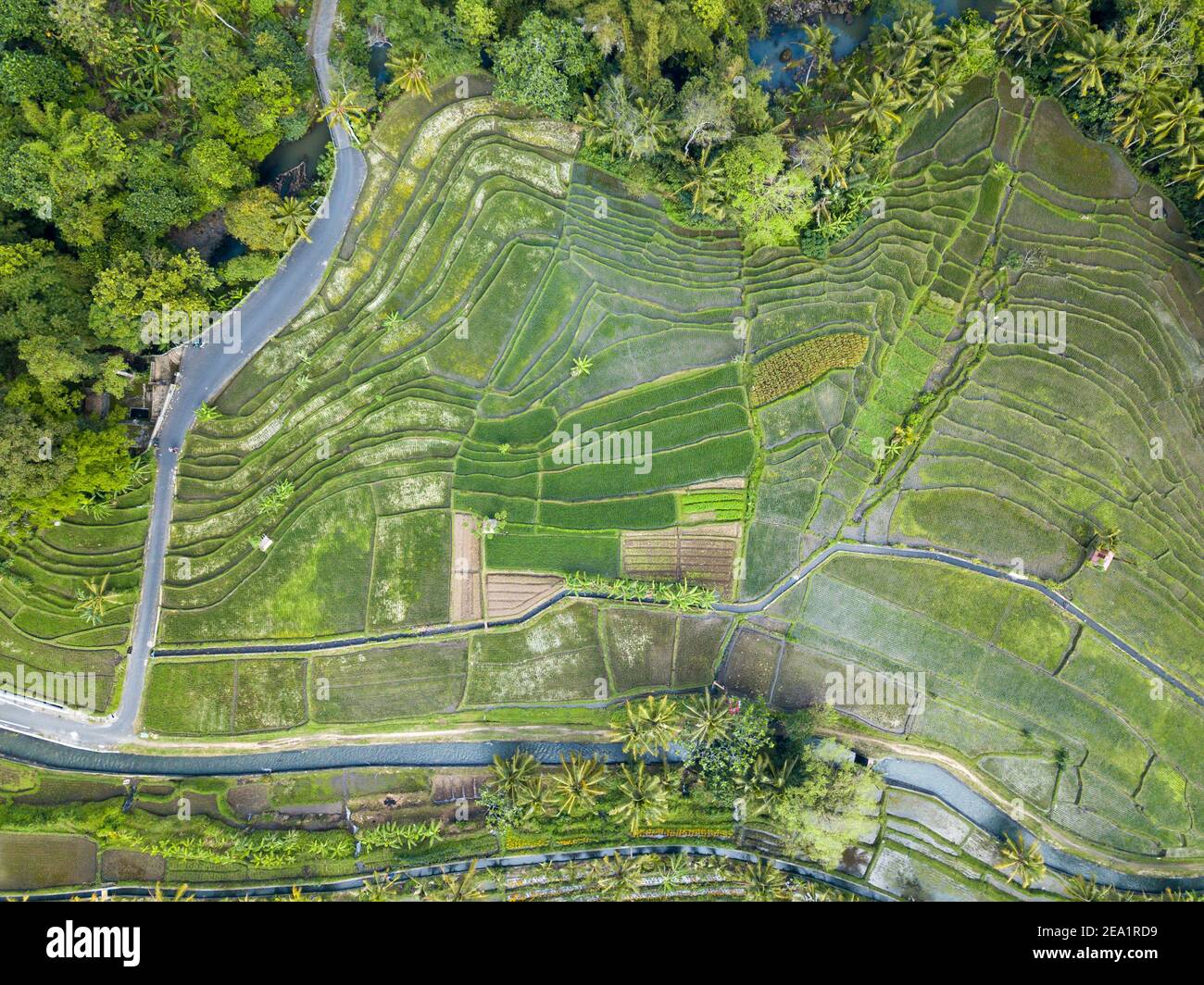 Farmer walking down the rice fields tending to his crop Stock Photo - Alamy