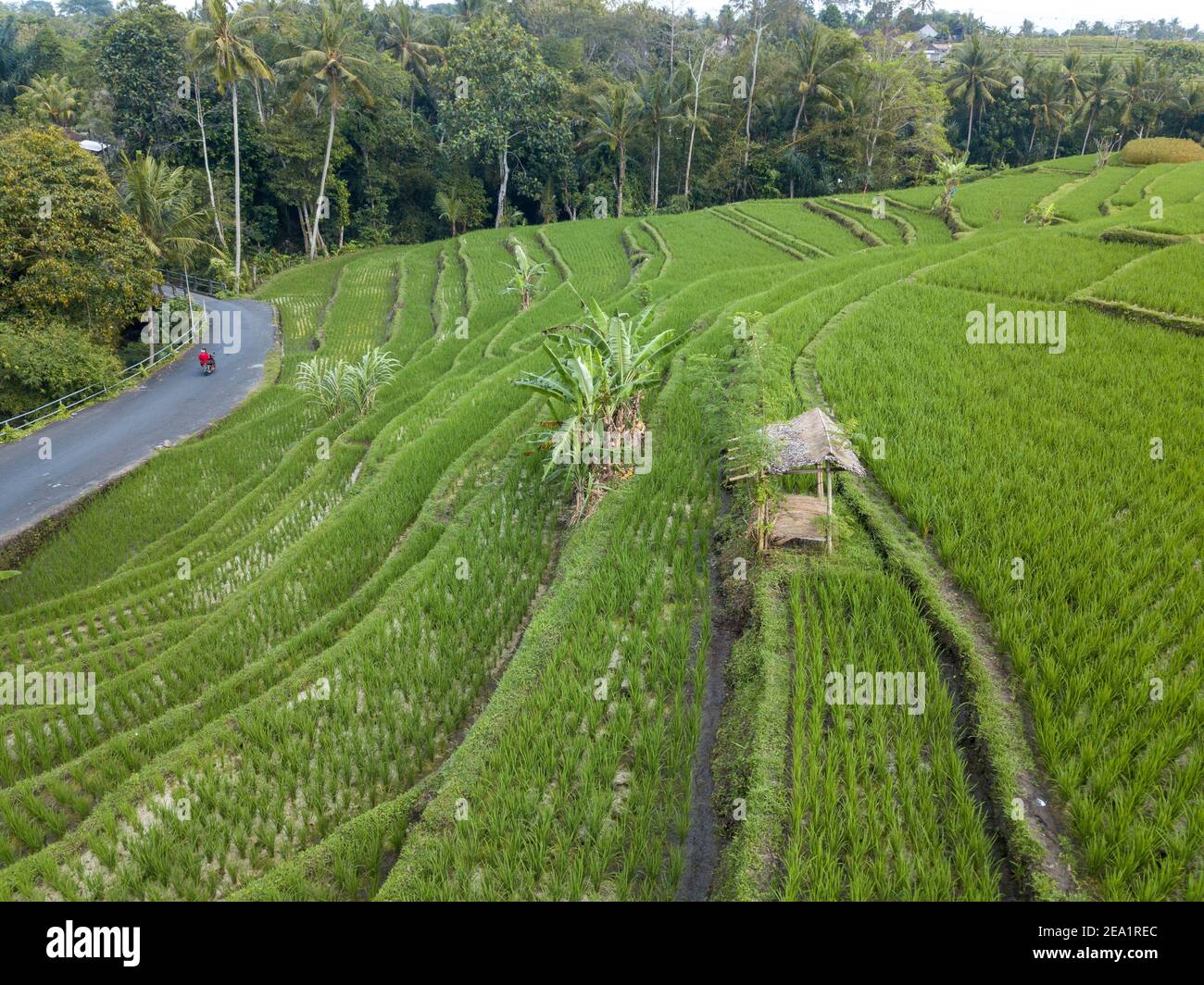 Farmer walking down the rice fields tending to his crop Stock Photo - Alamy